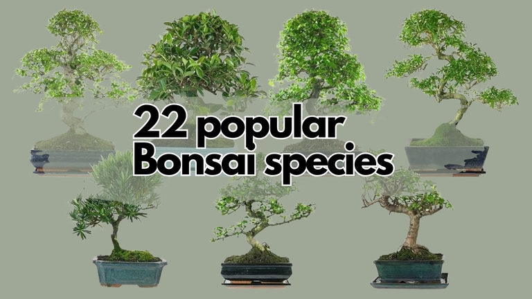 List of the 22 most popular Bonsai