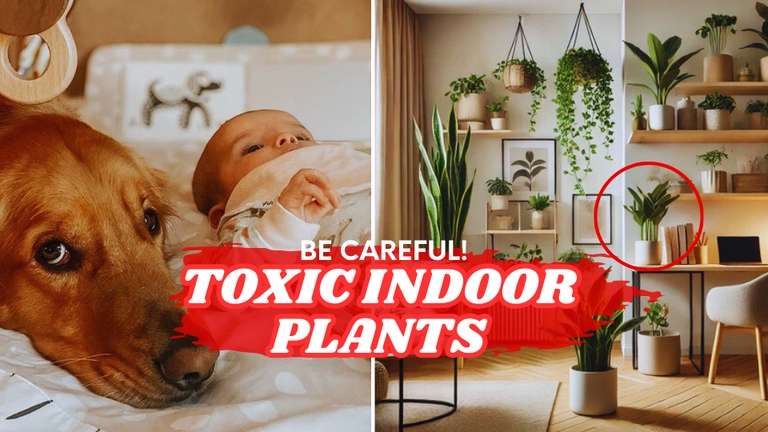 The 5 most toxic indoor plants